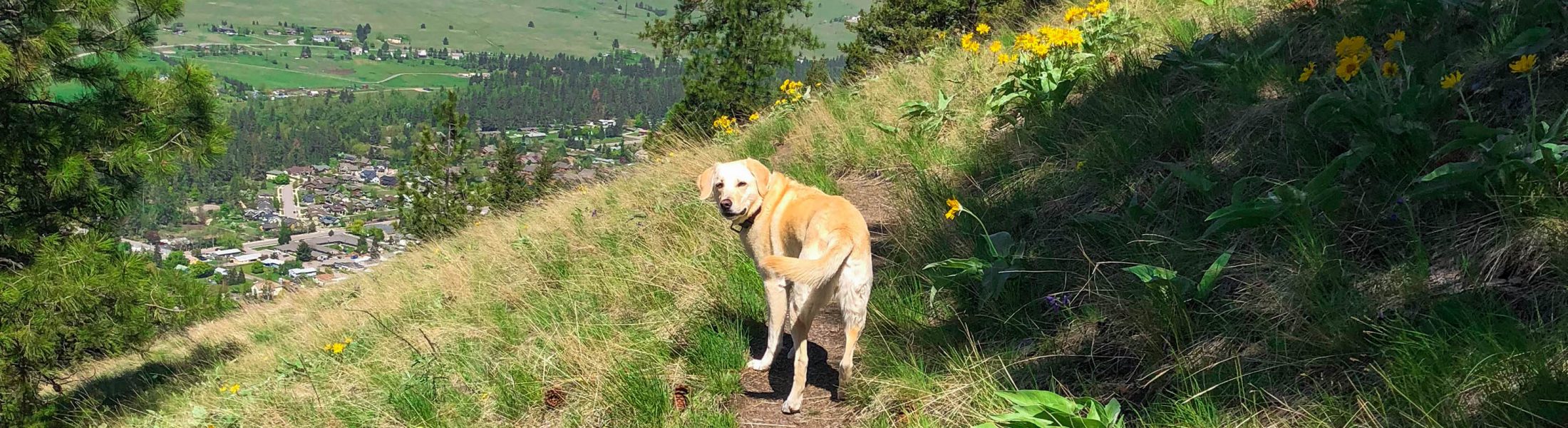 These Dogs of Missoula Are Guaranteed to Make You Smile | Destination ...